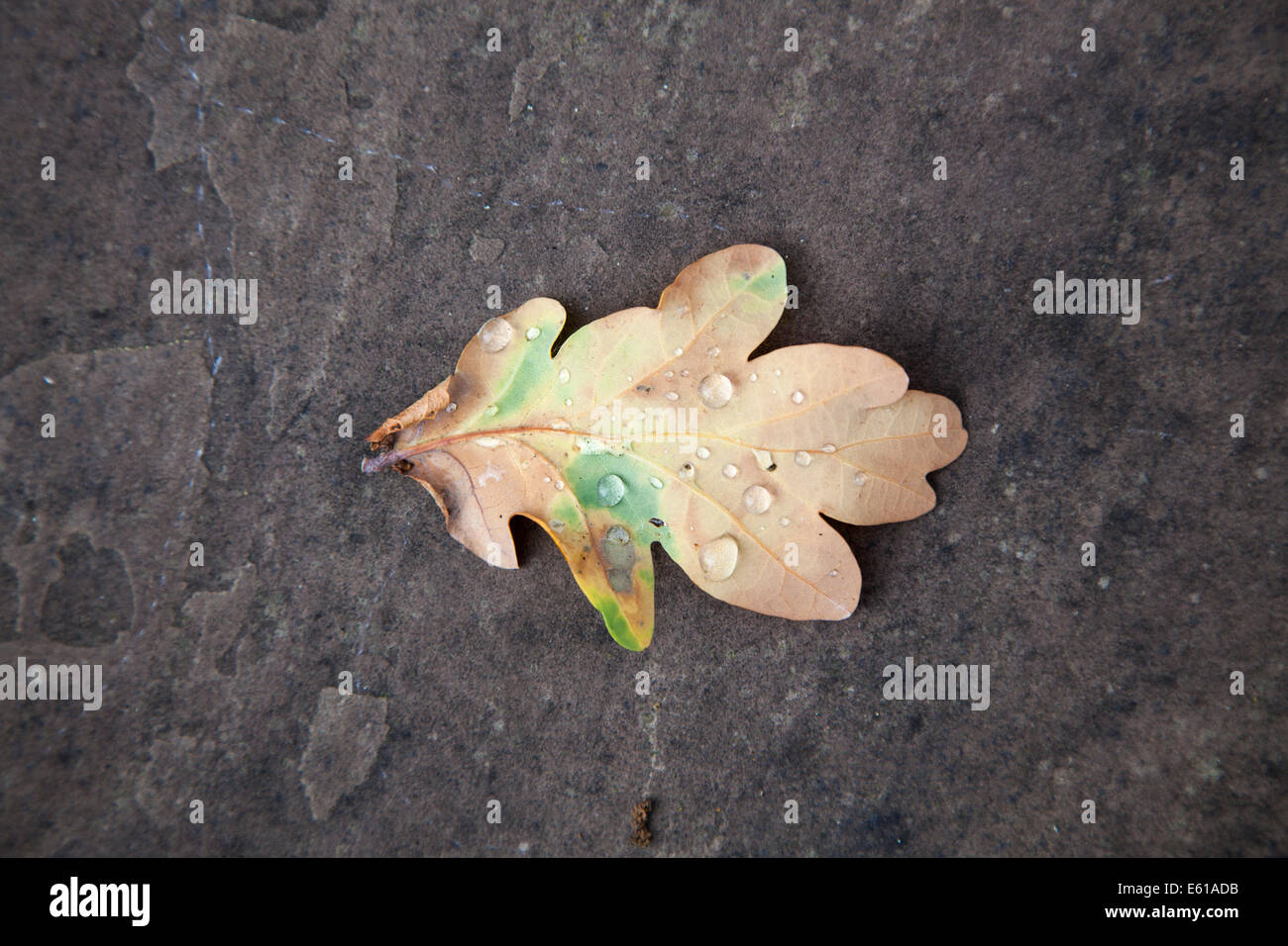 A single fallen oak leaf in autumn with rain drops on York stone in an ...