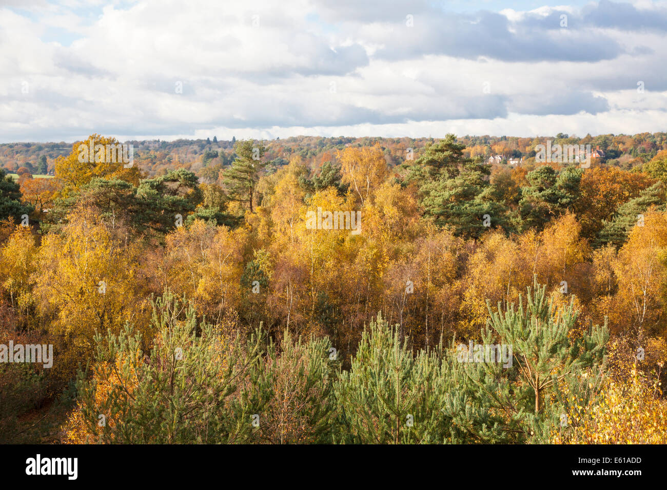 Beautiful Surrey countryside: woodlands with silver birch trees in ...