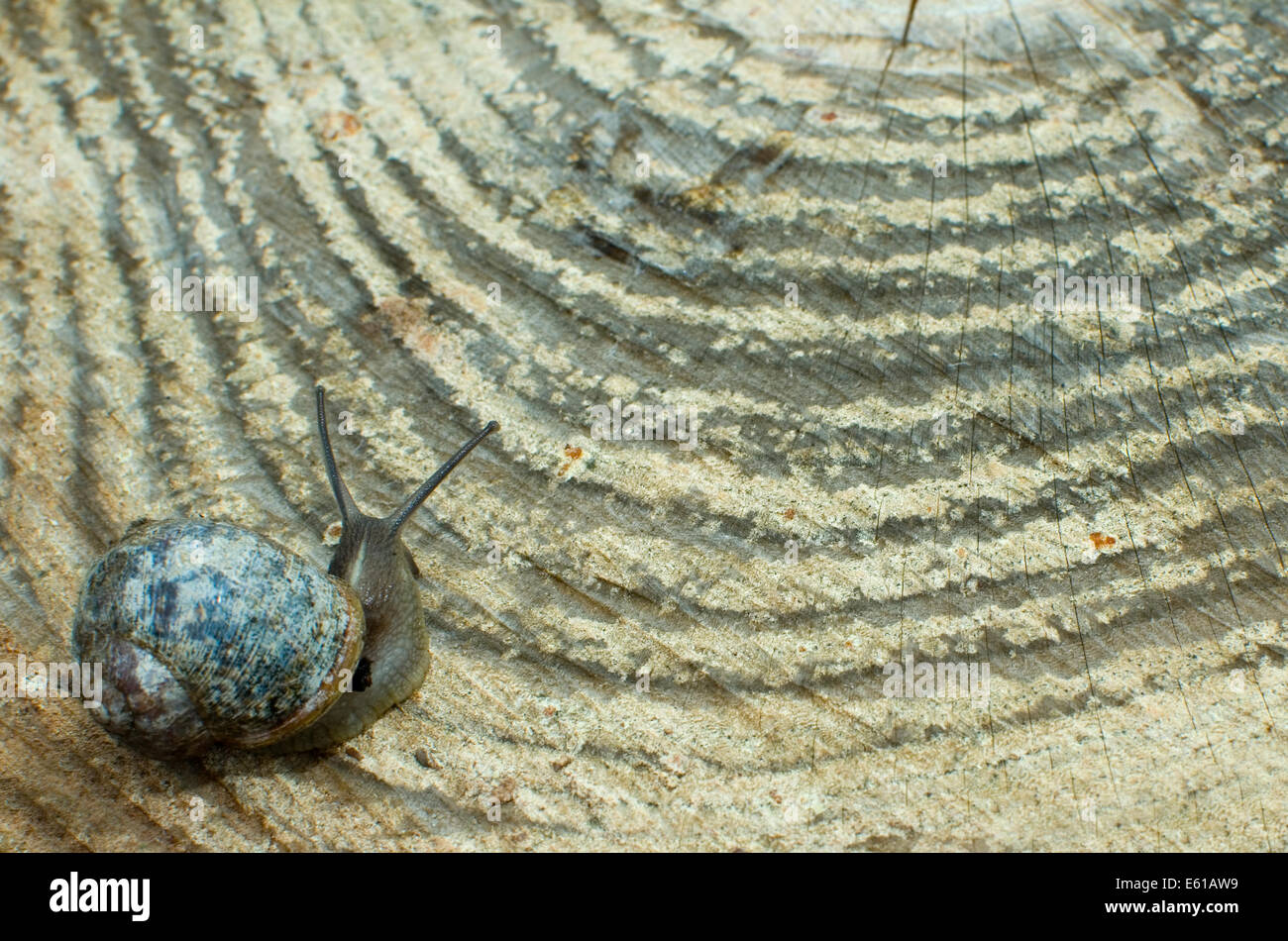 Garden snail on pine log showing annual rings Stock Photo - Alamy
