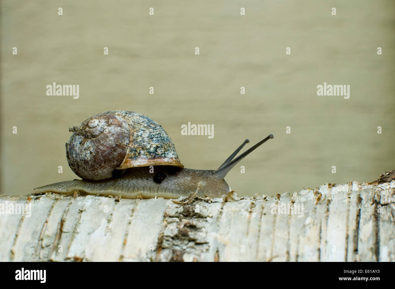 Snail on log hi-res stock photography and images - Alamy