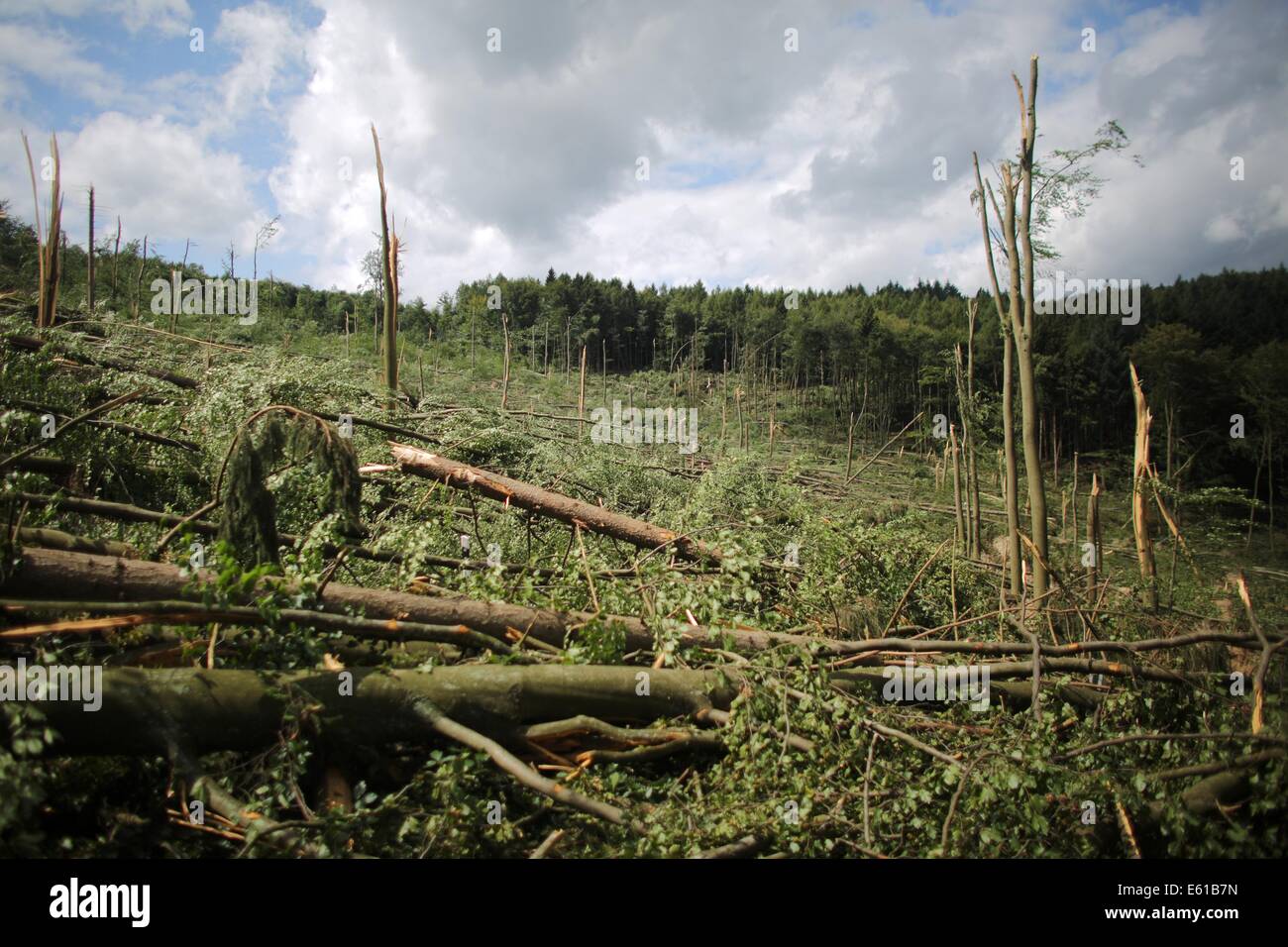 Hundreds of fallen trees lie in a forest before Bad Schwalbach, Germany ...