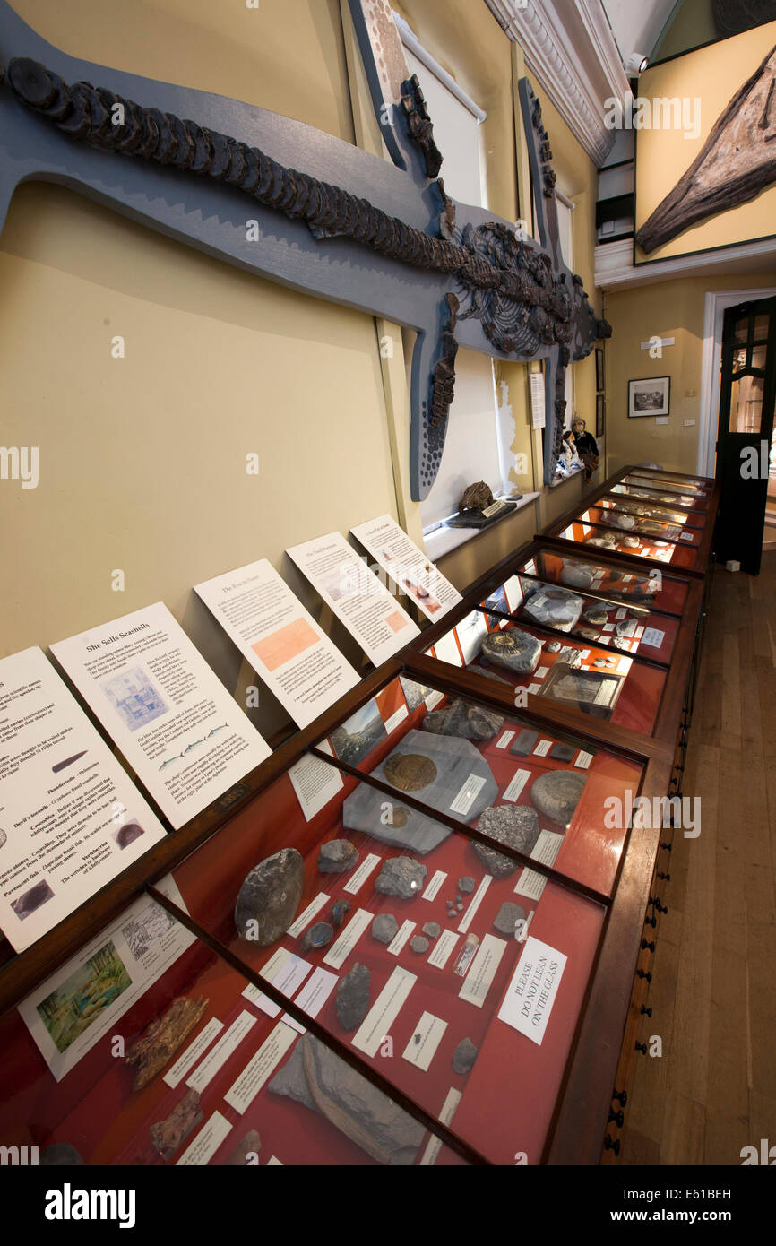 UK England, Dorset, Lyme Regis, Philpot museum, fossil exhibits Stock ...
