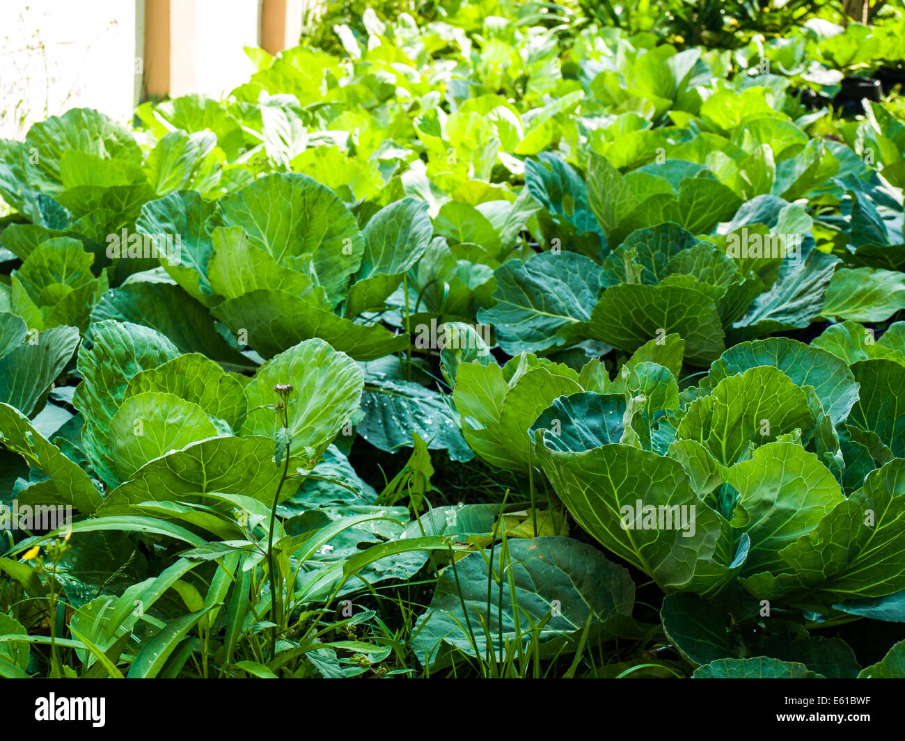 Fresh cabbage in the vegetable garden Stock Photo - Alamy