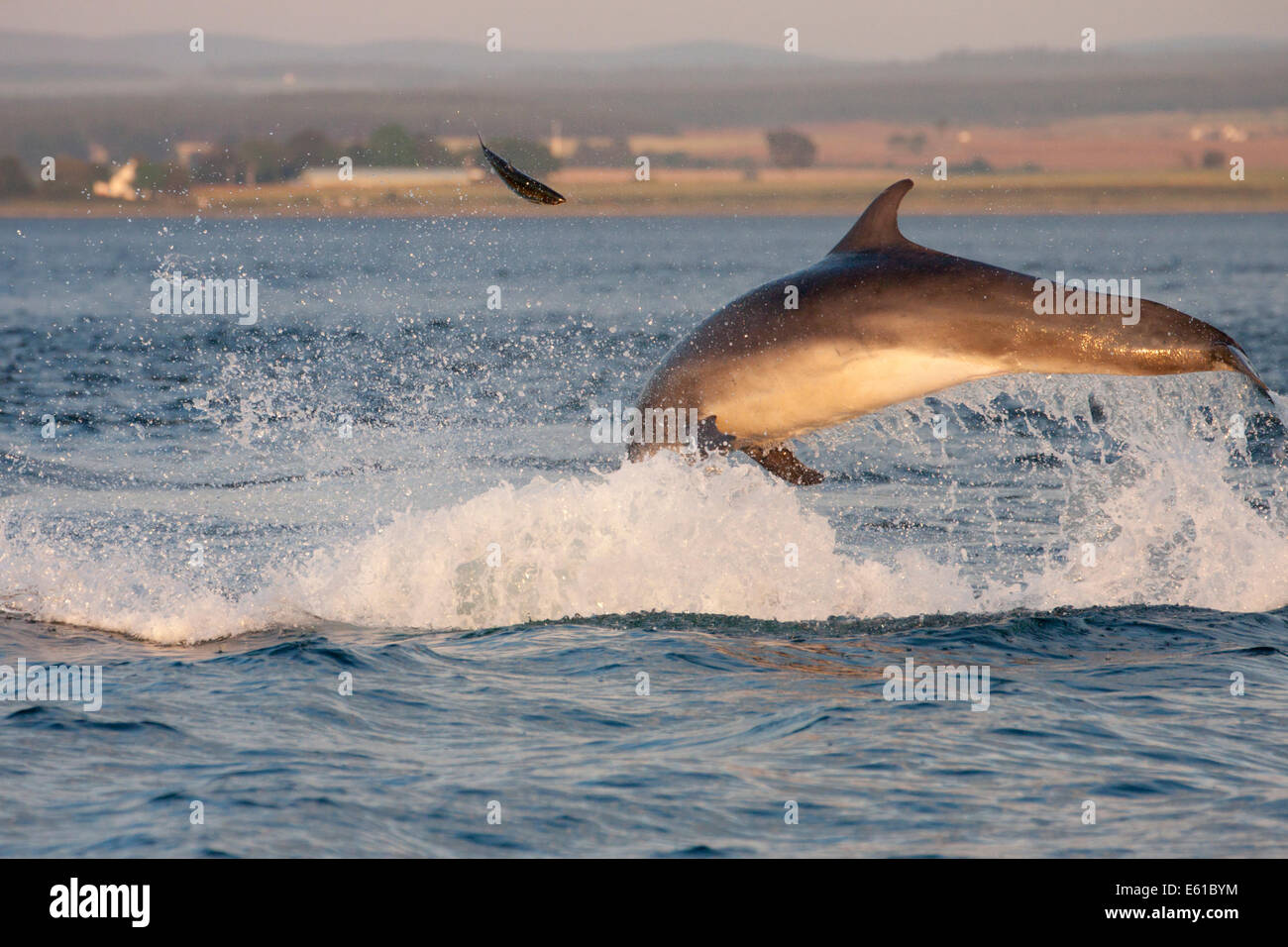 Bottlenose dolphin (Tursiops truncatus) hunting a fish (salmon ...