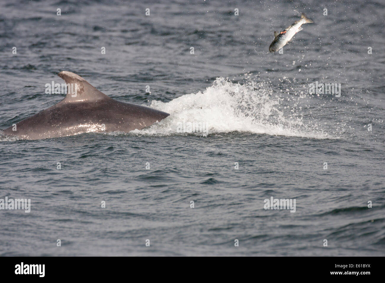 Bottlenose dolphin (Tursiops truncatus) catching a fish (salmon ...
