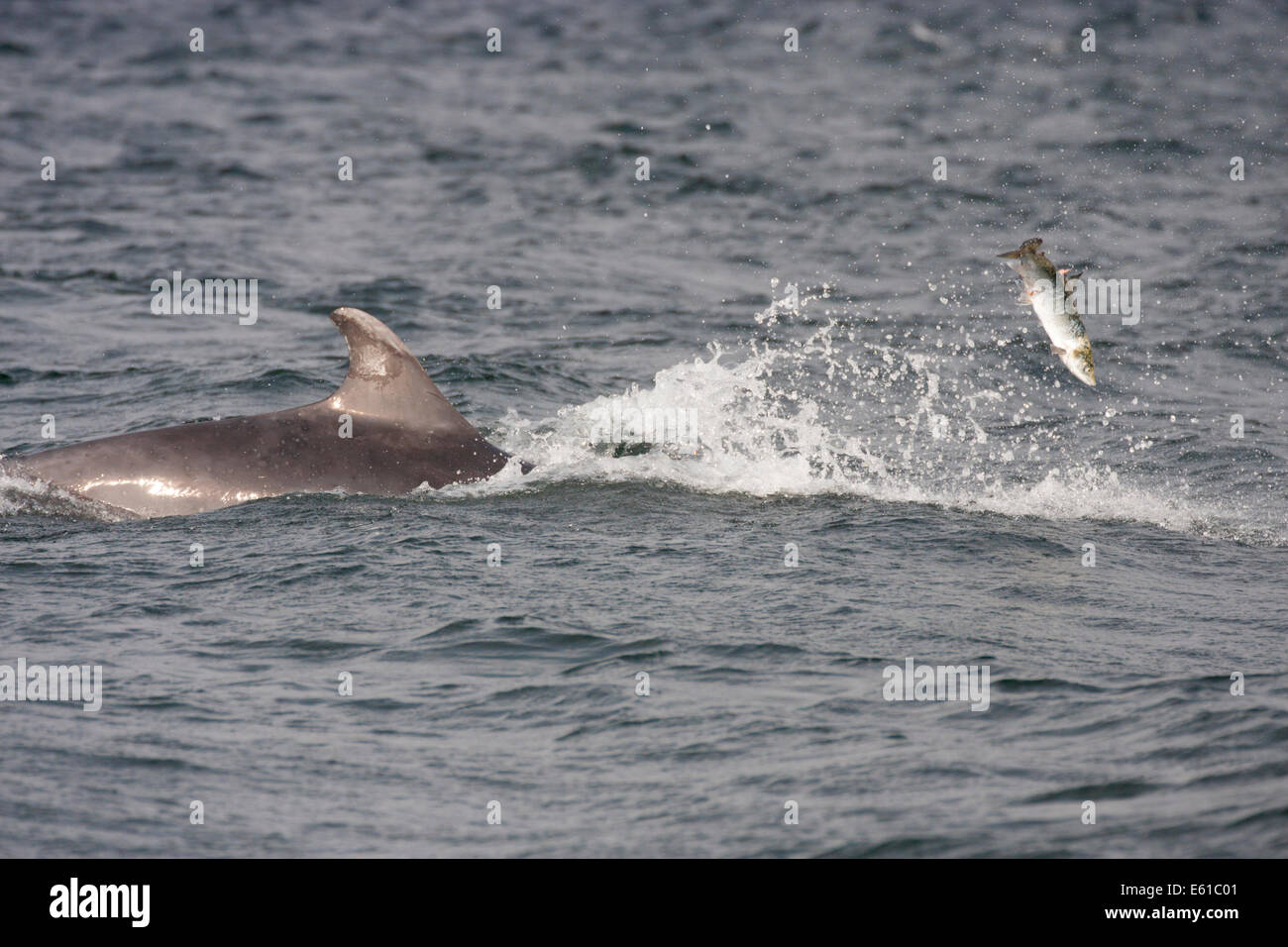 Dolphin feeding salmon hi-res stock photography and images - Alamy