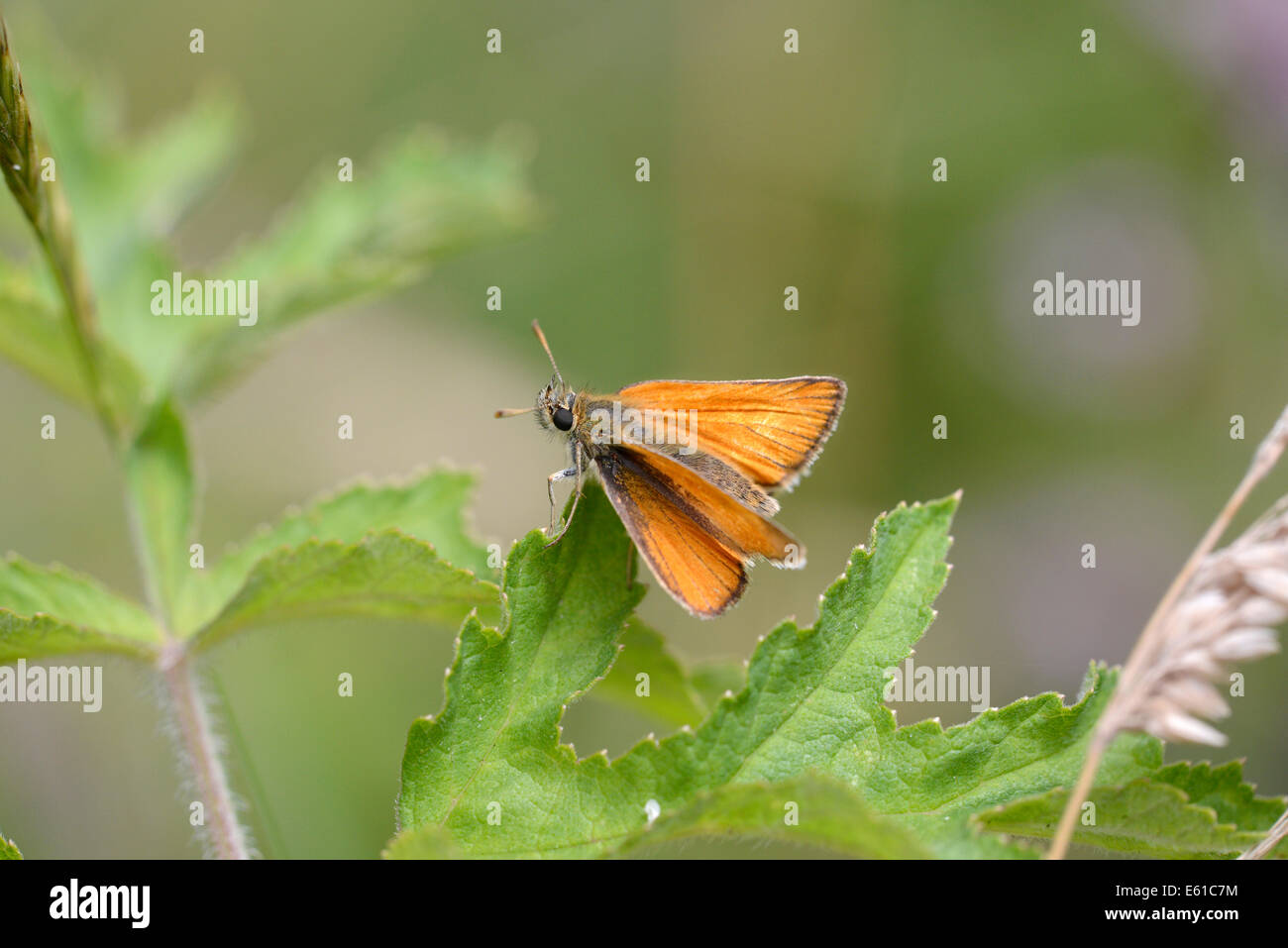 Small skipper (Thymelicus sylvestris Stock Photo - Alamy