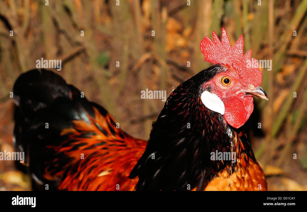 hahn domestic chicken pride red ridge Stock Photo - Alamy