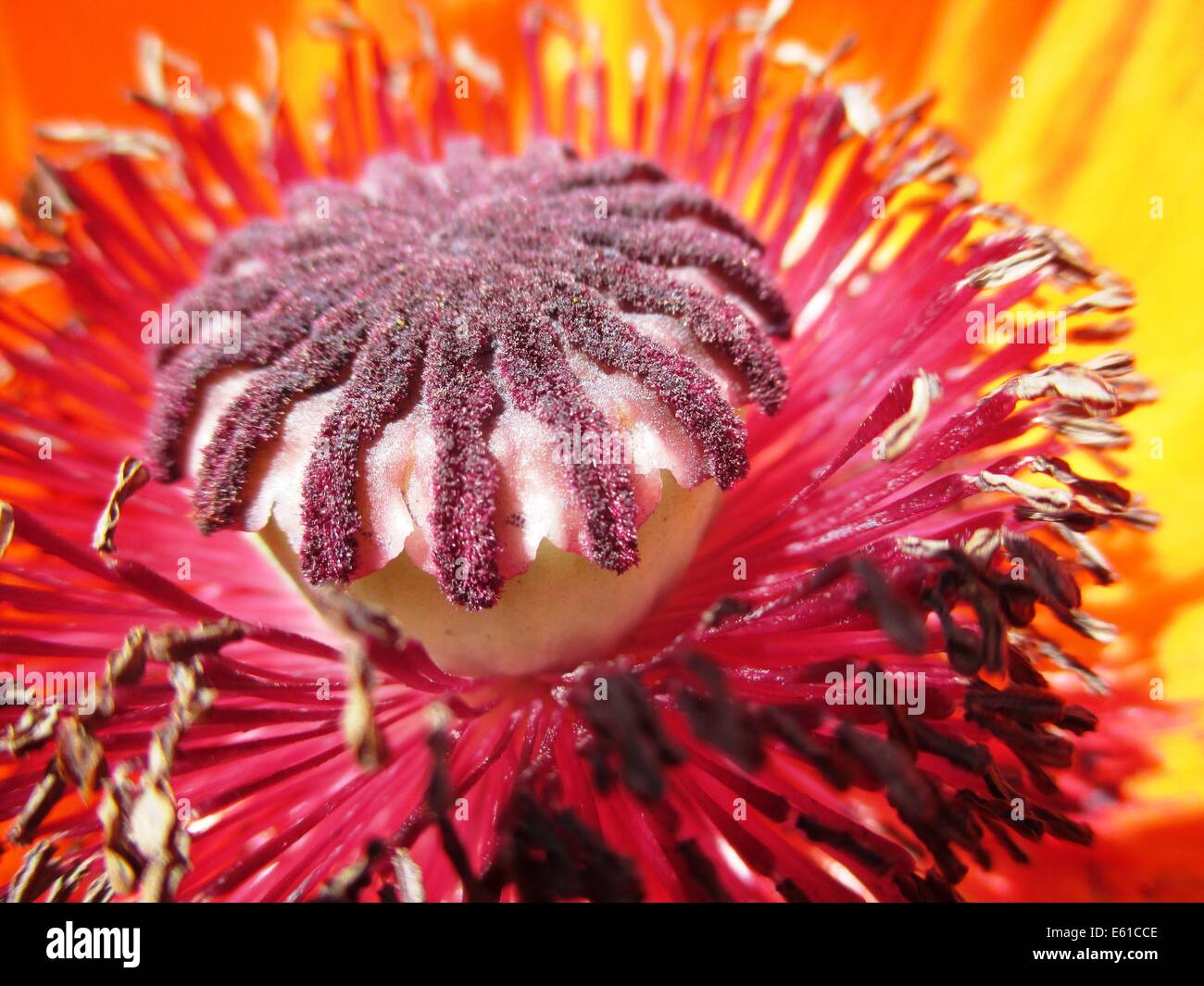 This close-up image shows a faded poppy fruit capsule, captured in the ...