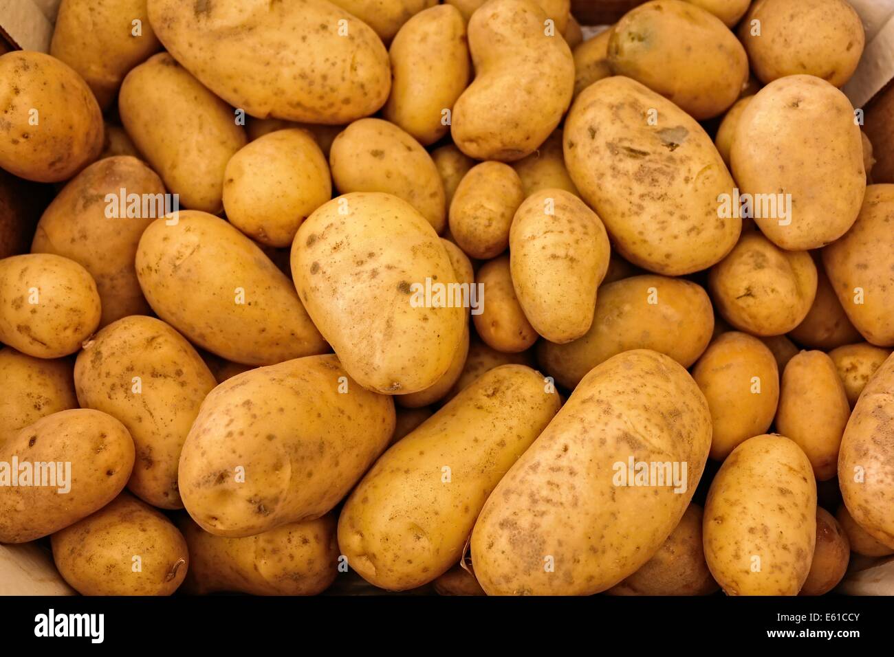 Unpeeled raw potatoes are a staple vegetable, commonly used in various ...