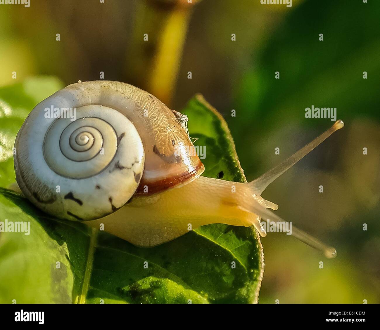 snail snail shell slow animal nature wildlife Stock Photo - Alamy