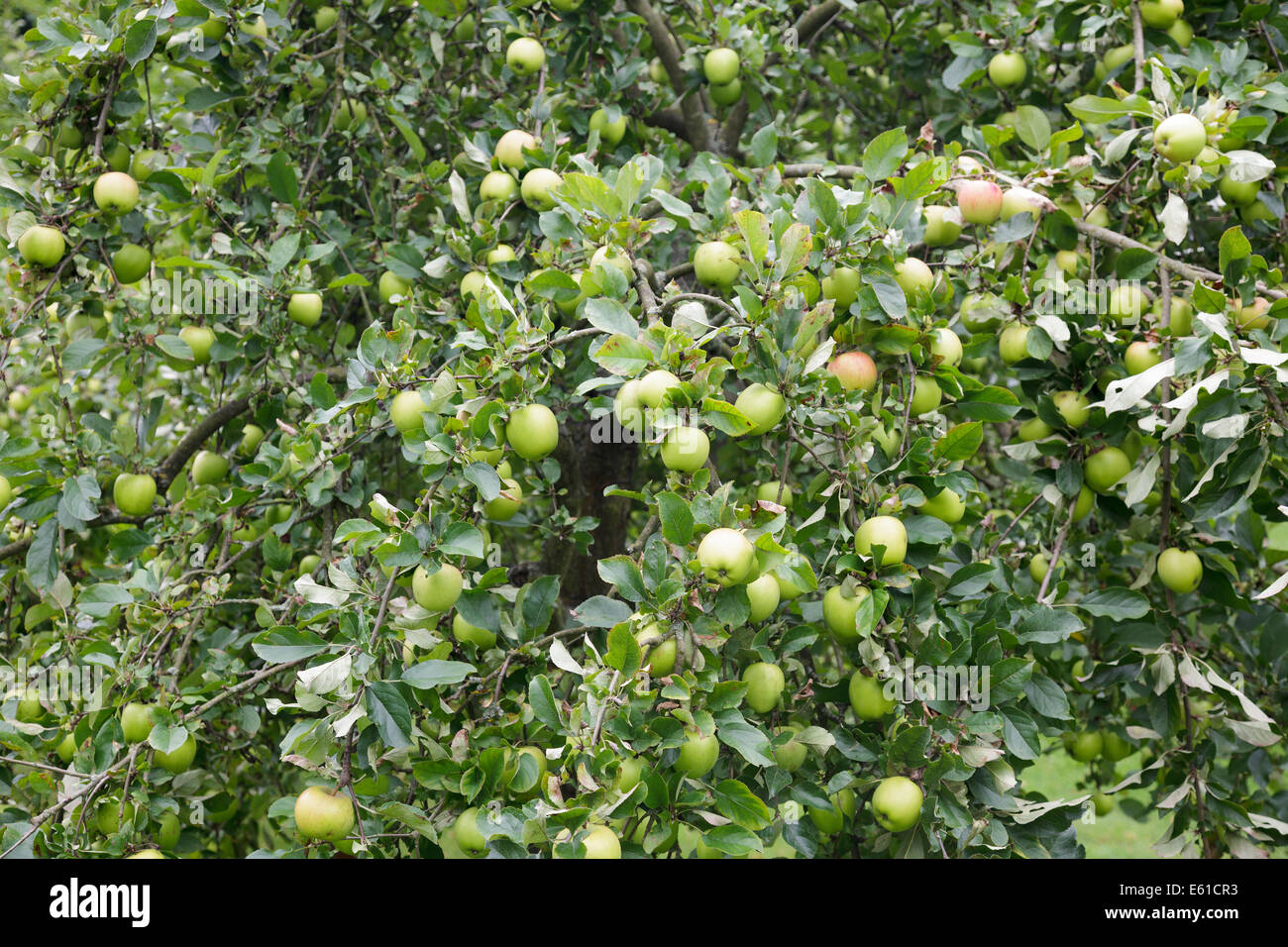Apple trees and fruit hi-res stock photography and images - Alamy