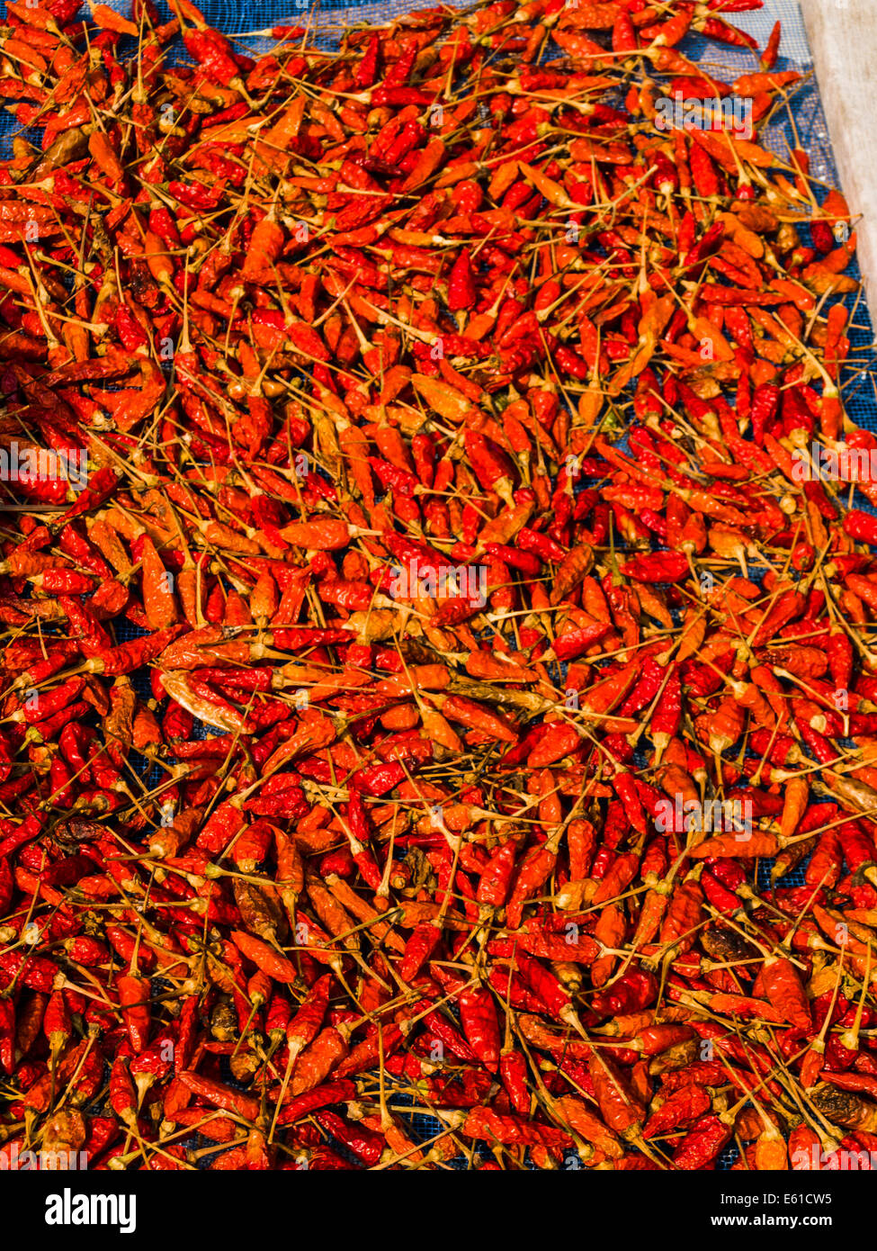 Backgrounds of red dried chilli in sunlight Stock Photo - Alamy