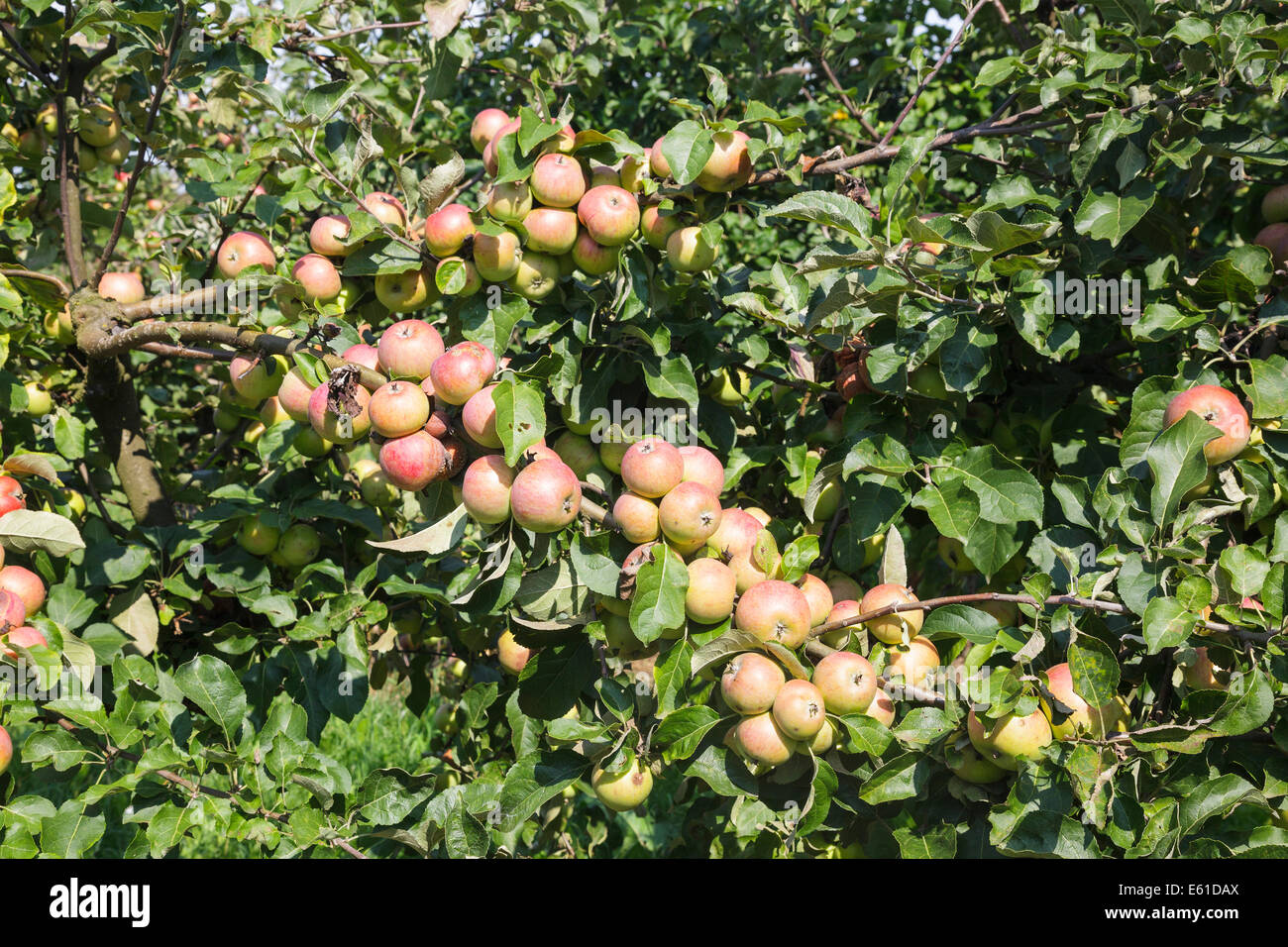 Apple trees and fruit hi-res stock photography and images - Alamy