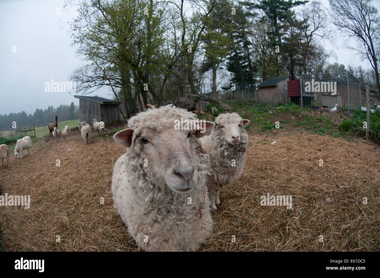 Sheep on a New England farm on an overcast day. Shot with a fisheye ...