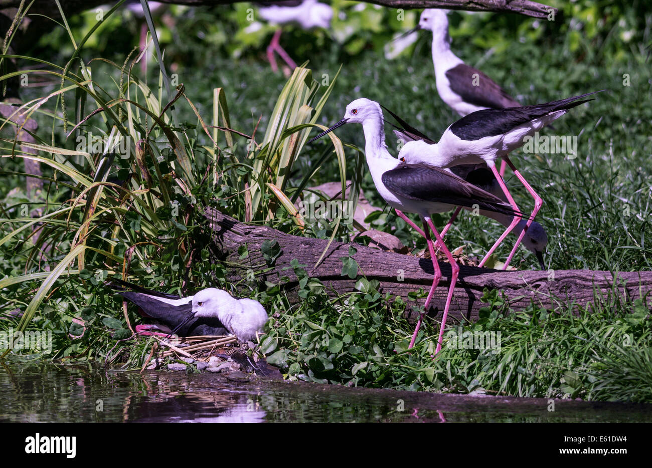 Black-winged Stilts colonial nesting in South-west France Stock Photo ...
