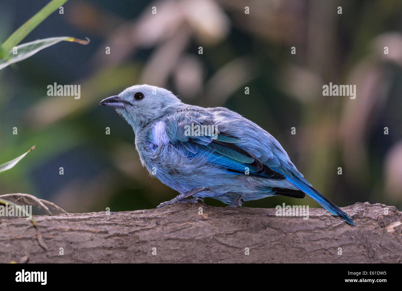 Blue-gray Tanager of South America Stock Photo - Alamy