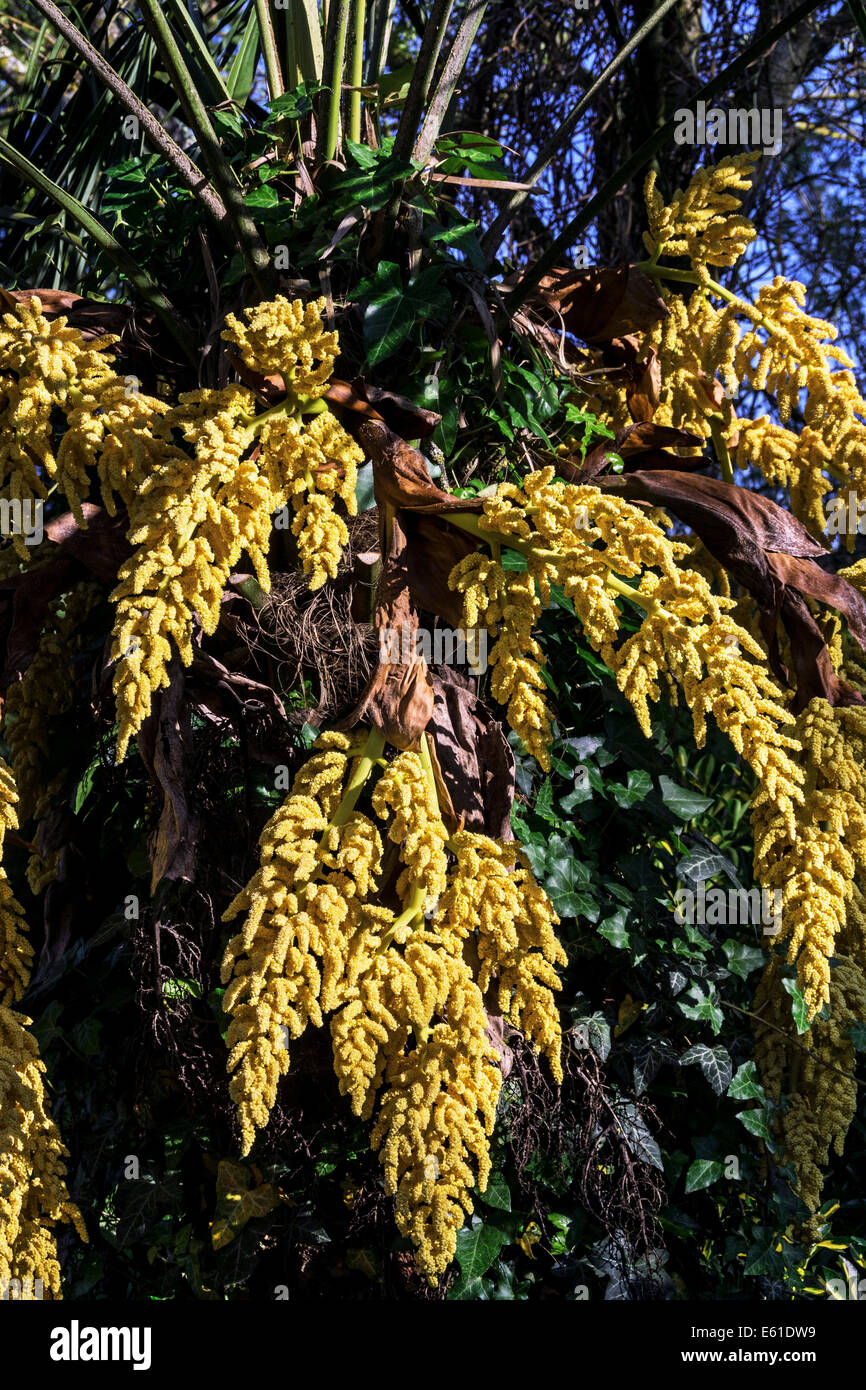 Chinese native trees hi-res stock photography and images - Alamy