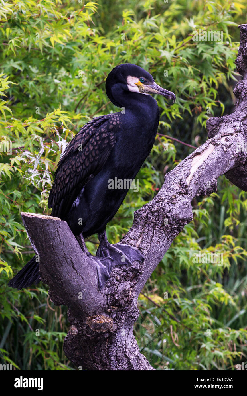 Adult Cormorant standing in a tree Stock Photo - Alamy
