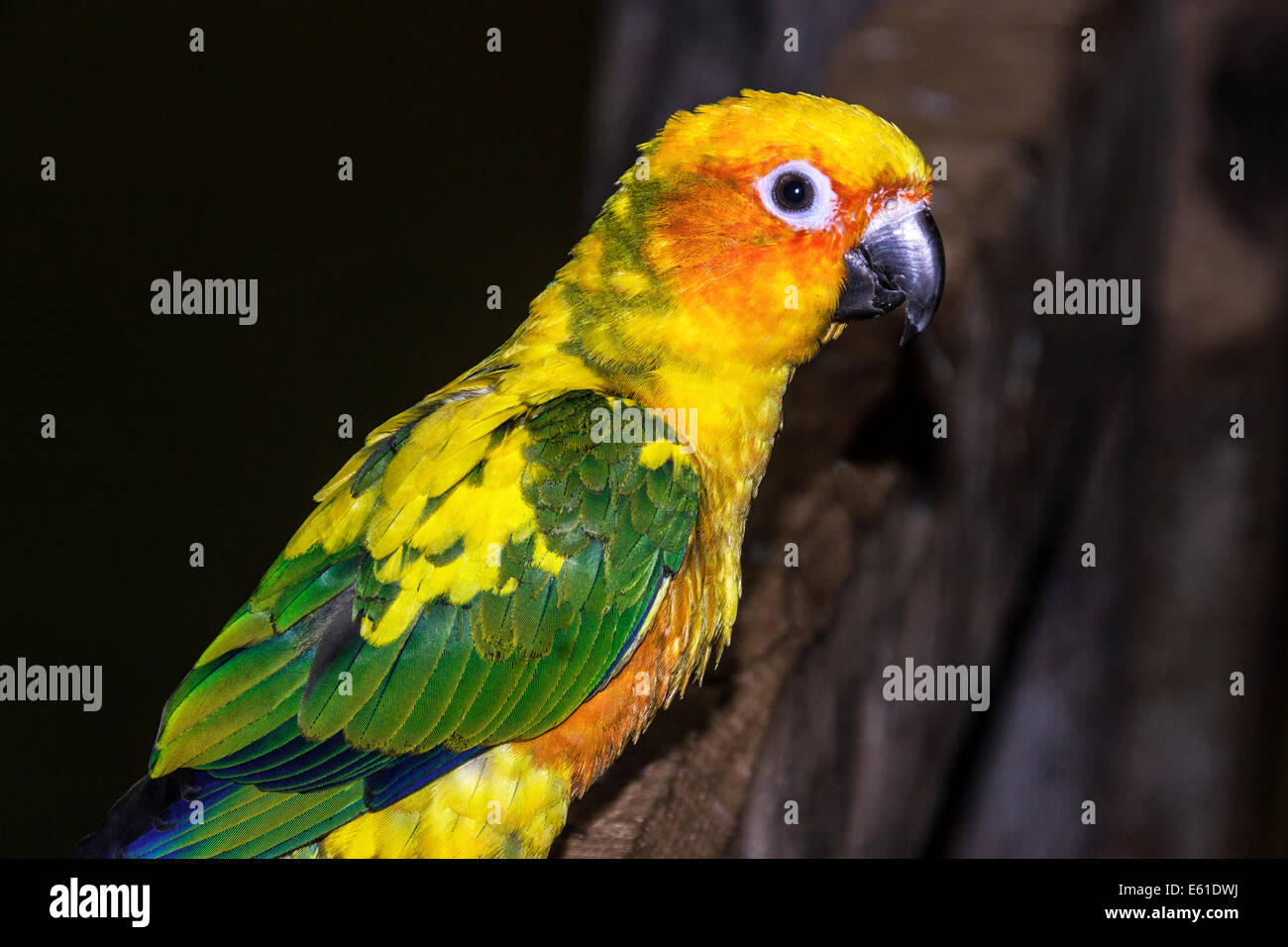 Sun Conure or Sun Parakeet (Aratinga s.solstitalis Stock Photo - Alamy