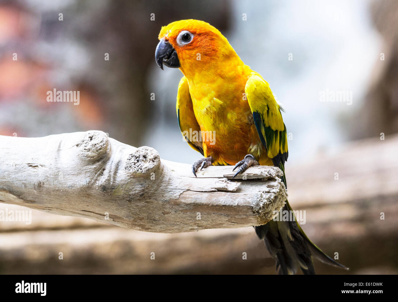 Sun Conure or Sun Parakeet (Aratinga s.solstitalis Stock Photo - Alamy