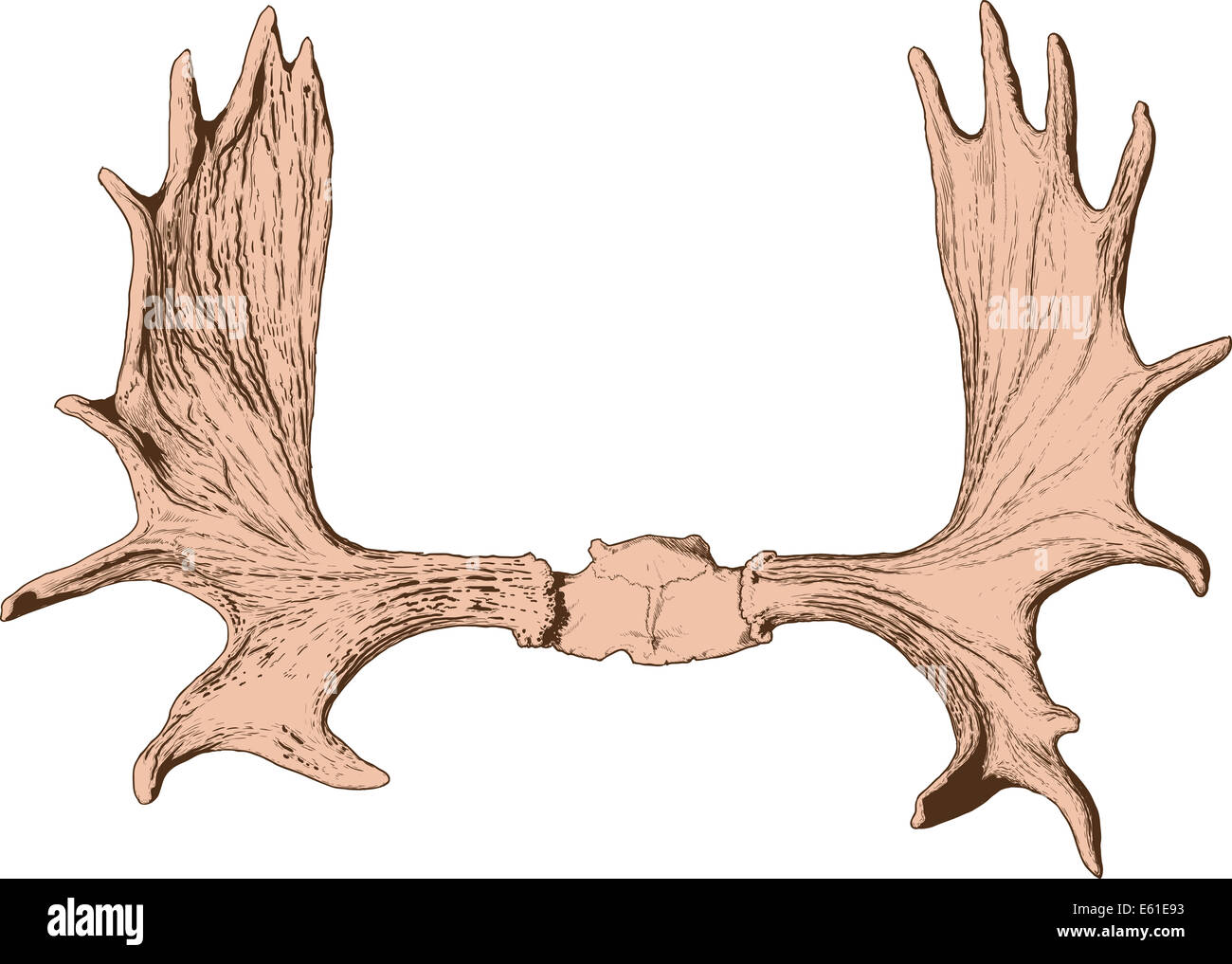 Elk moose head antlers Cut Out Stock Images & Pictures - Alamy