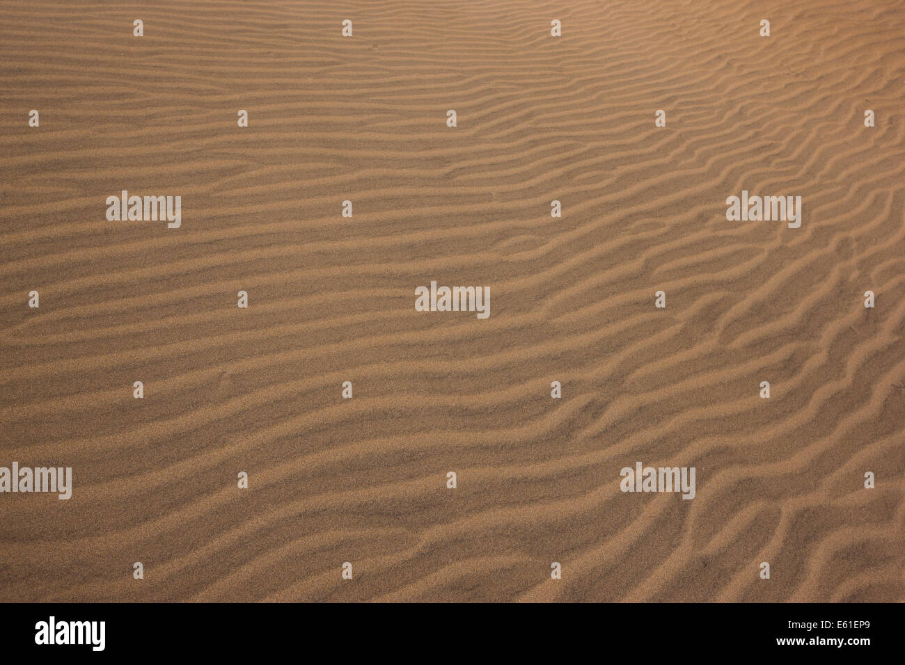 A sand dune with long undisturbed ripples stretching across diagonally ...