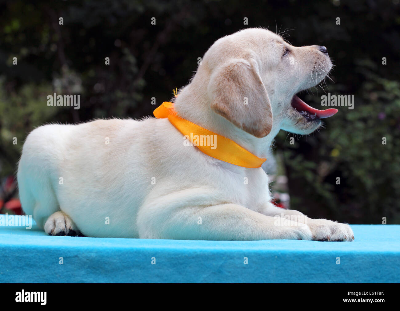 happy yellow labrador puppy laying on blue background Stock Photo - Alamy