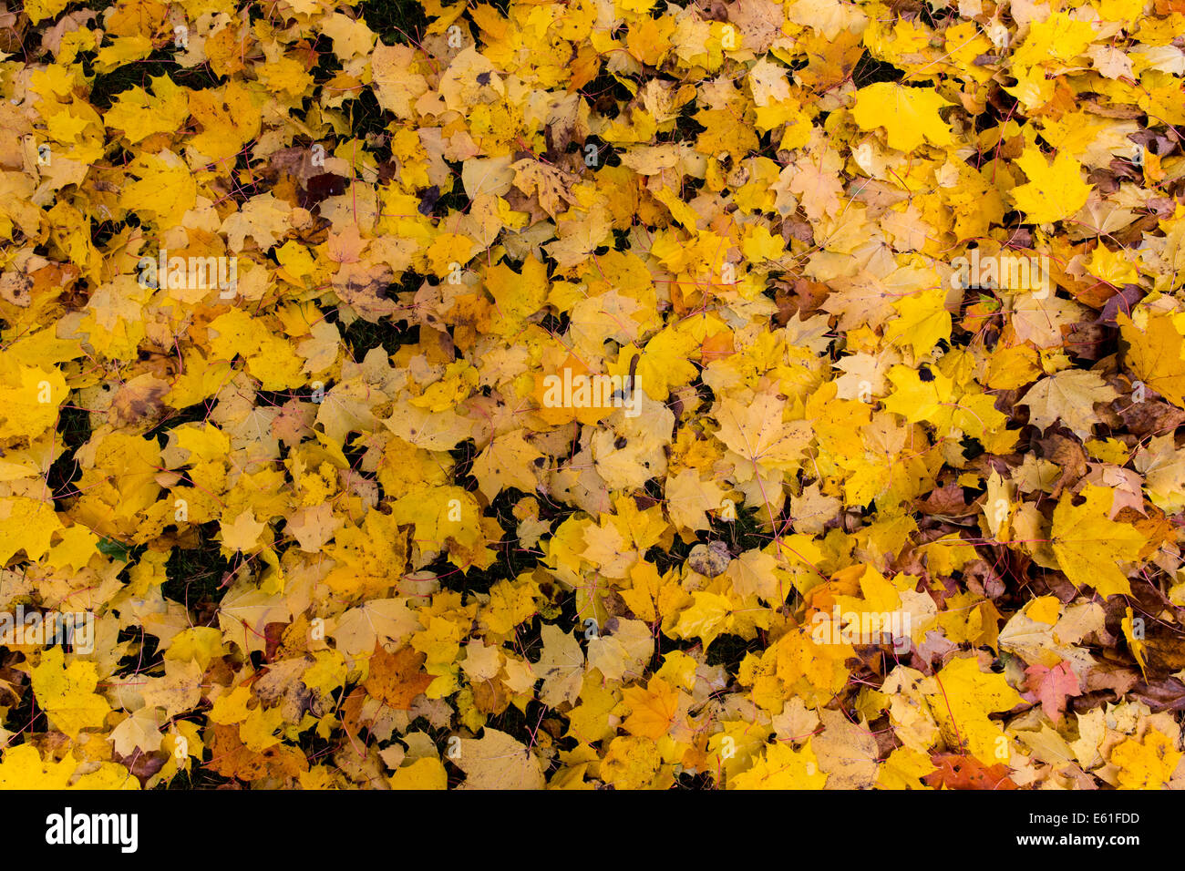 A carpet of fallen yellow maple leaves Stock Photo - Alamy