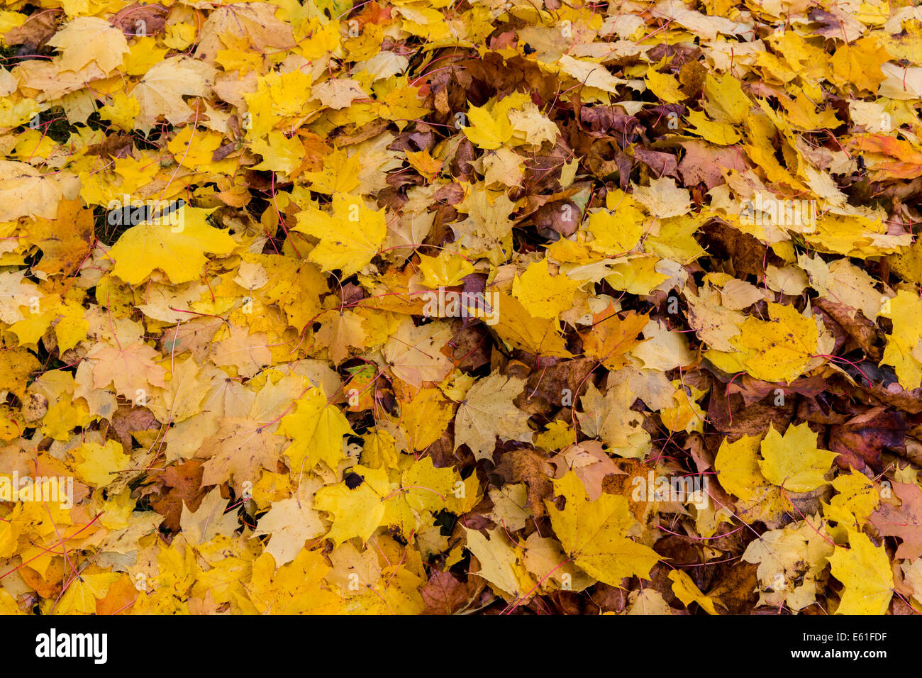 Autumnal fallen yellow maple leaves laying on the ground in a thick carpet Stock Photo - Alamy