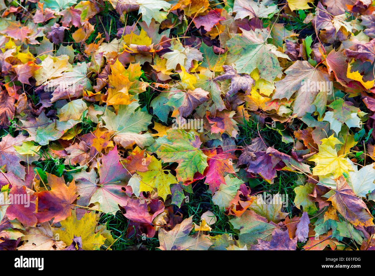 Multi Coloured Leaves Stock Photos & Multi Coloured Leaves Stock Images ...
