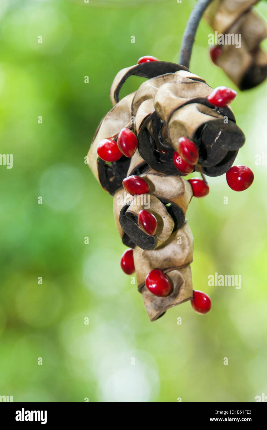 Circassian seeds hi-res stock photography and images - Alamy