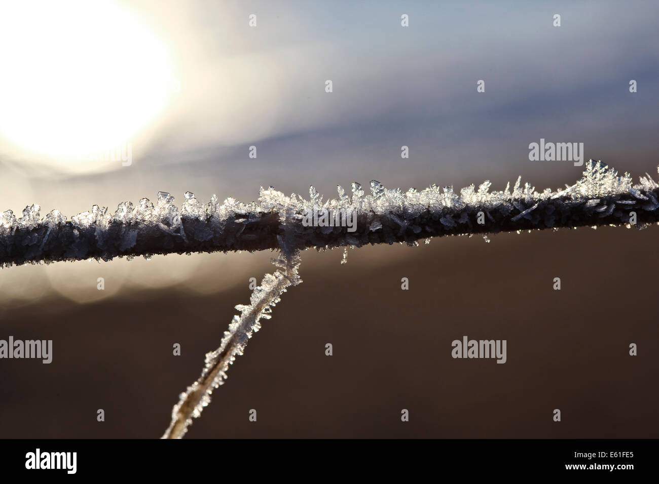 Ice crystals formed on a frozen reed with a blurred bokeh sun lighting ...