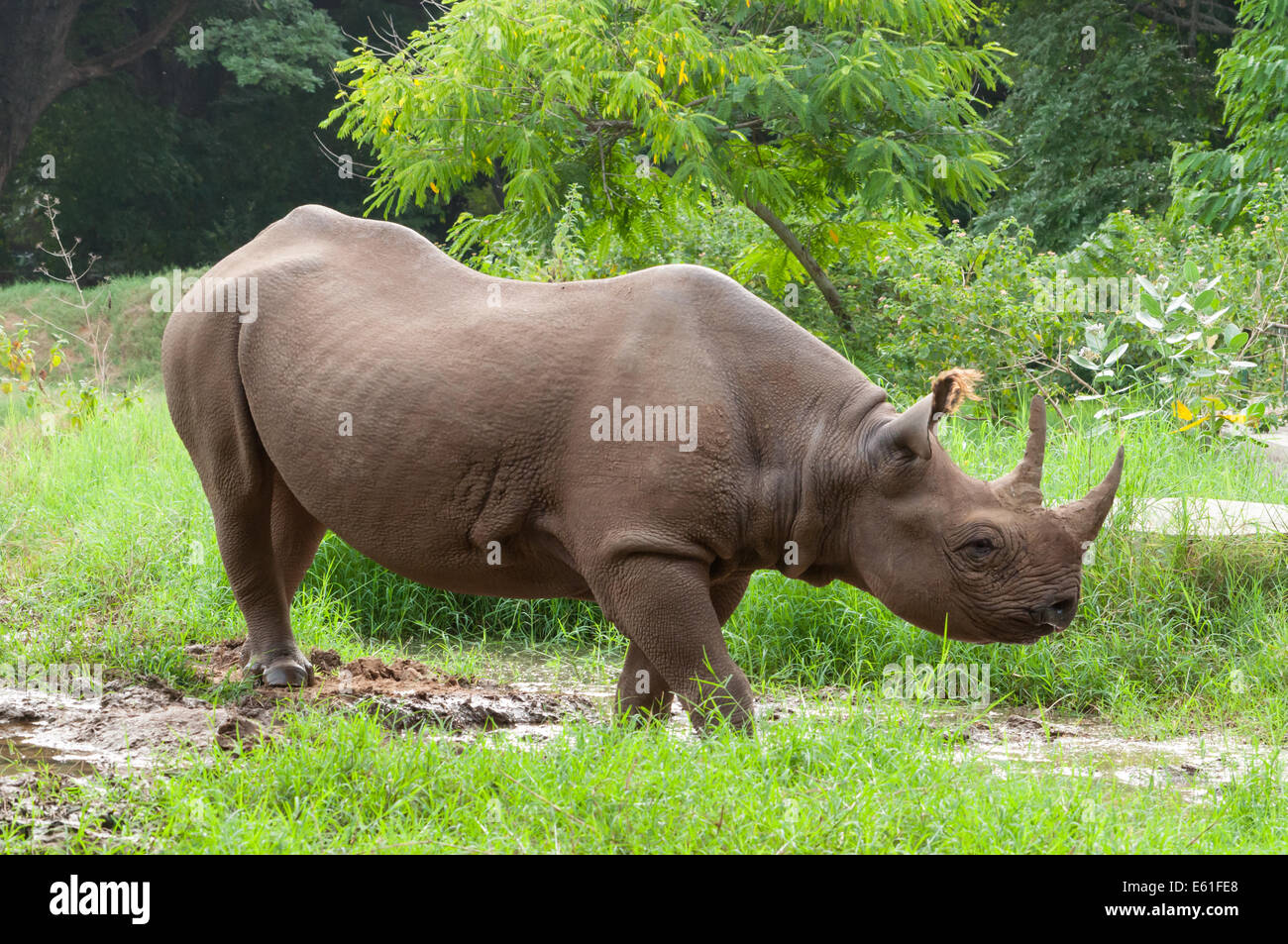 Two Horned Rhinoceros ( Ceratotherum Stock Photo - Alamy