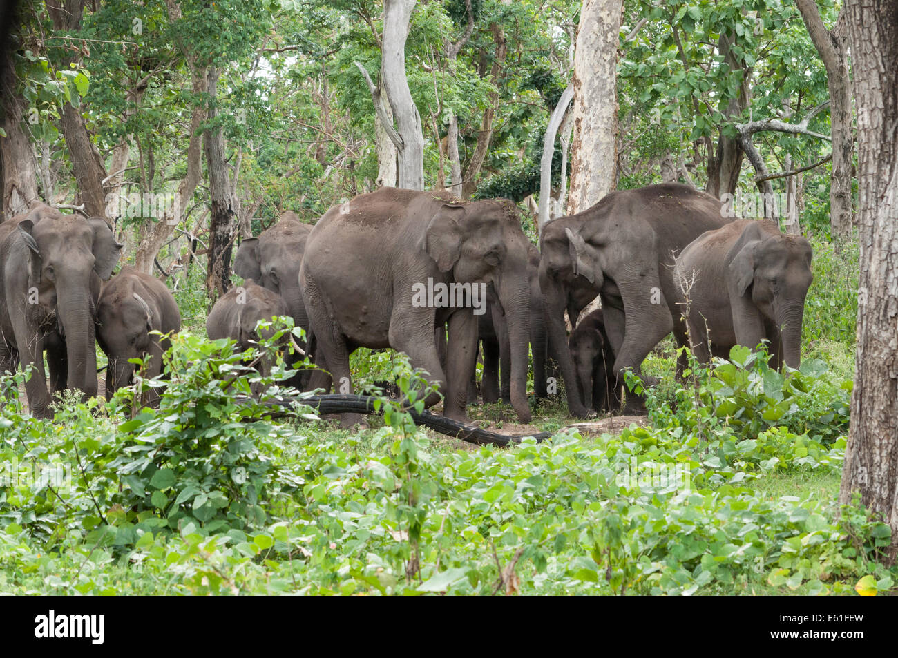 Indian patterns migration hi-res stock photography and images - Alamy