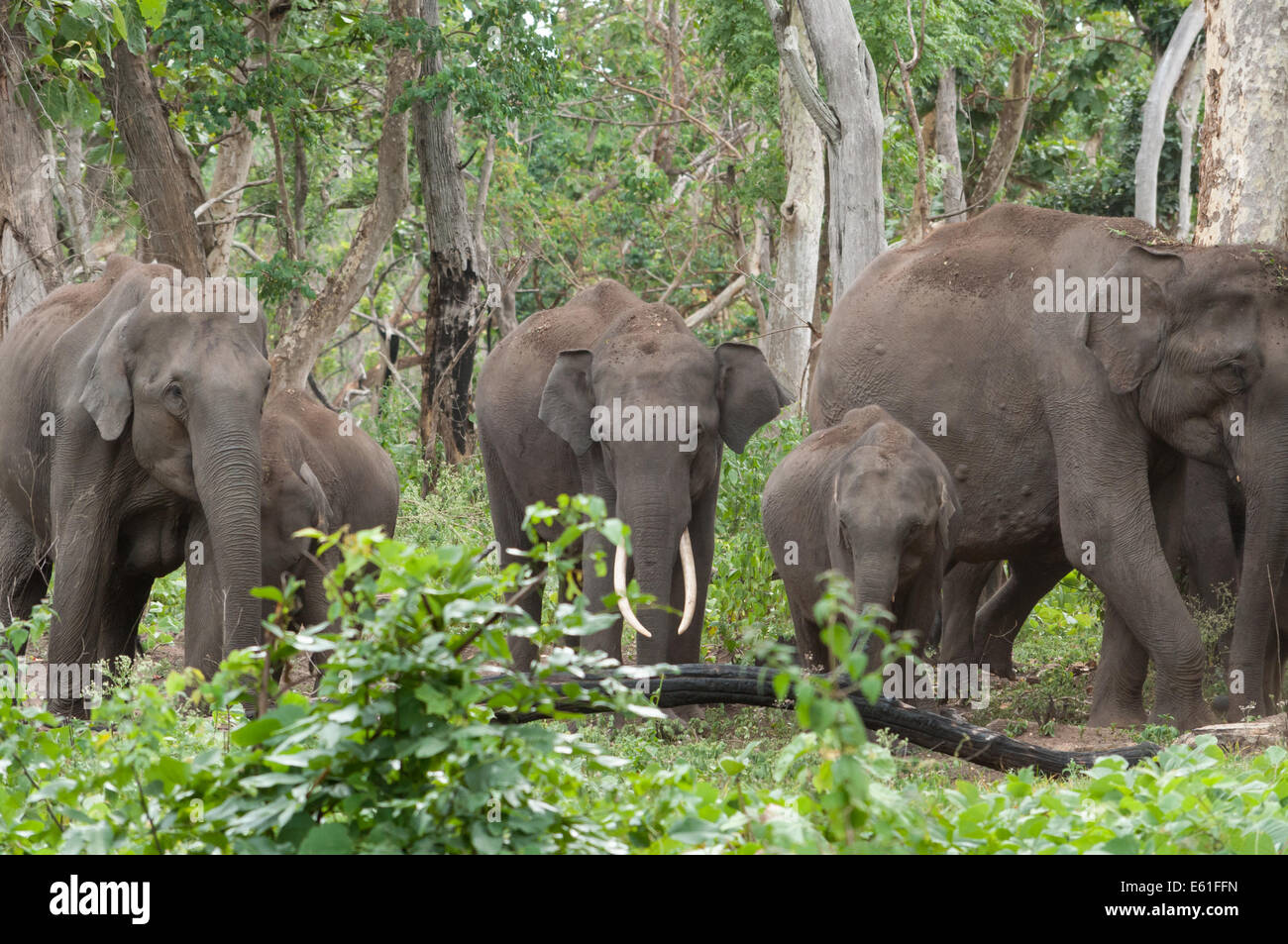 Indian patterns migration hi-res stock photography and images - Alamy