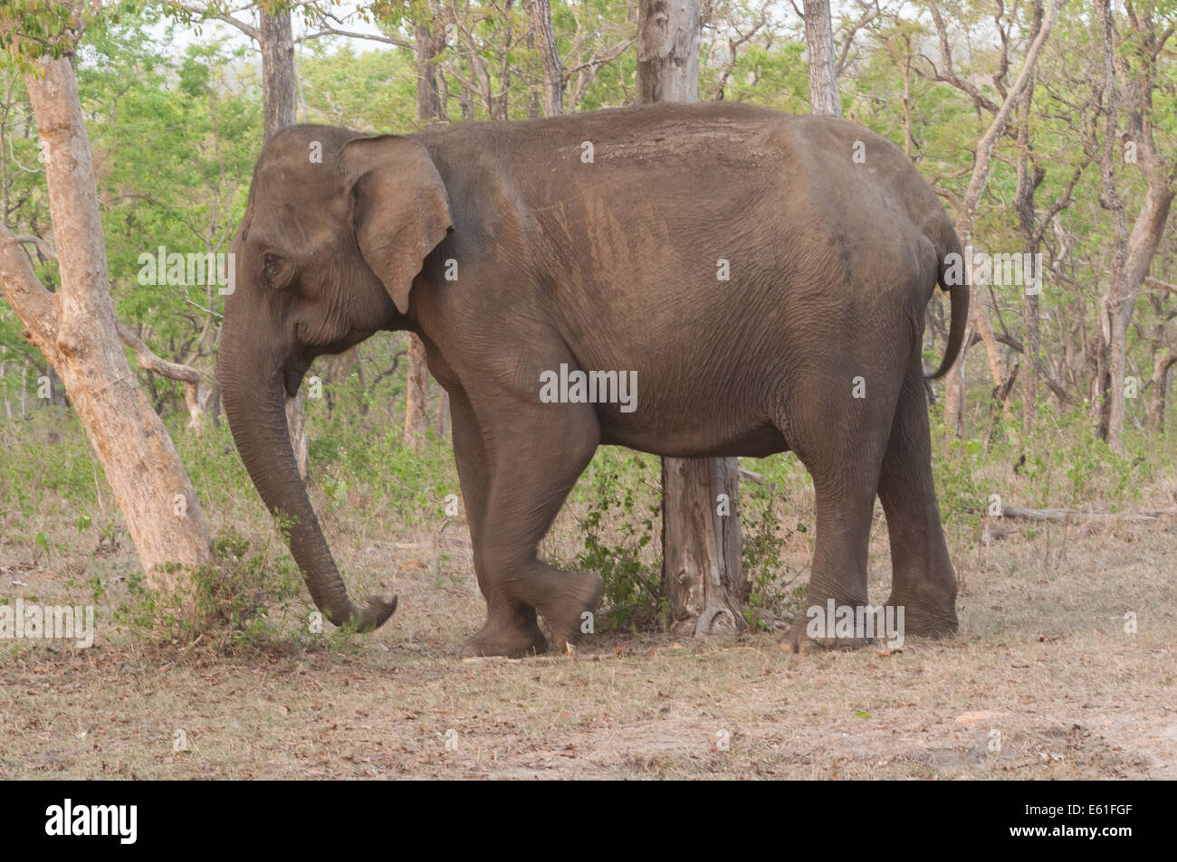Indian patterns migration hi-res stock photography and images - Alamy