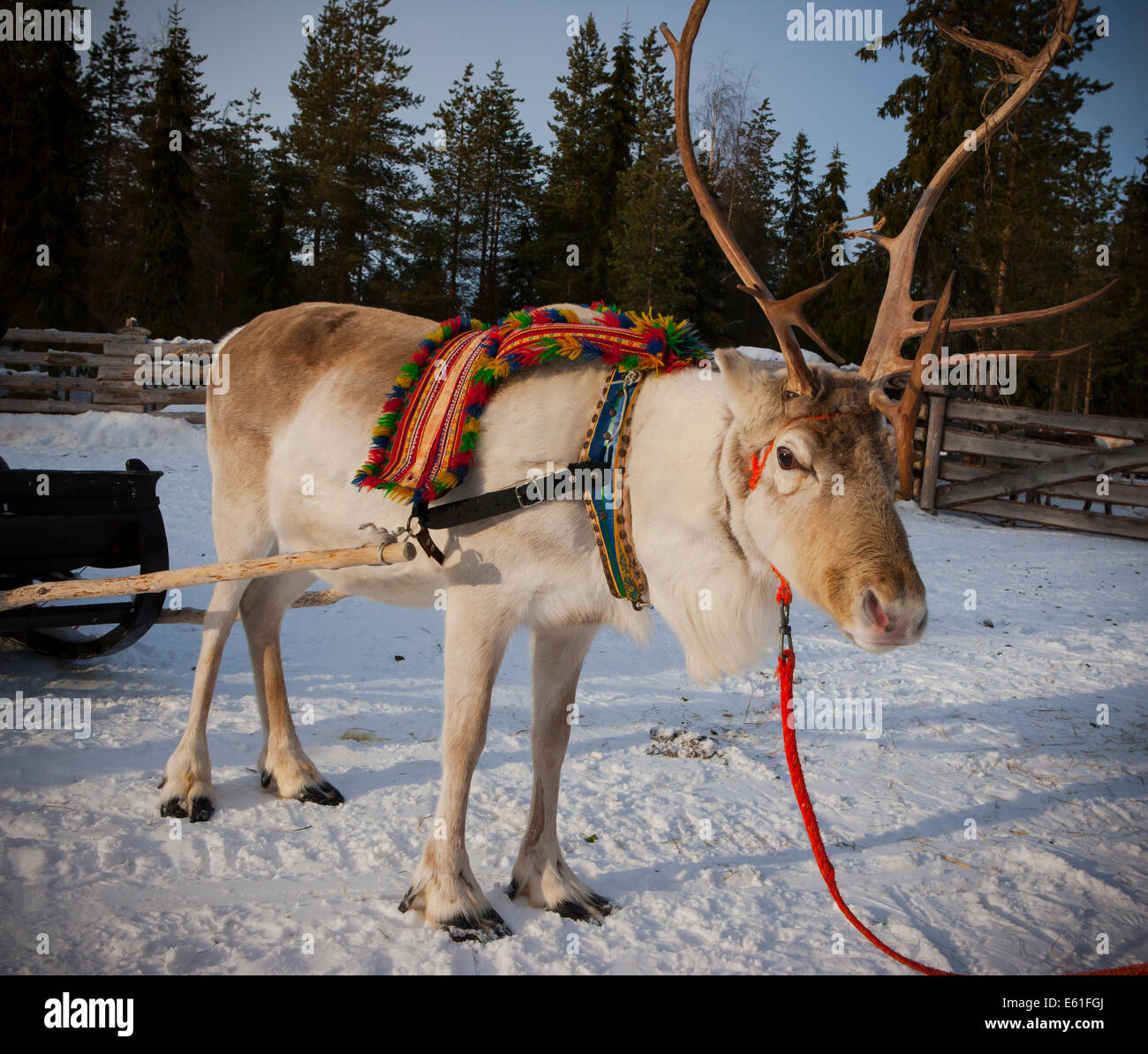 Reindeer sledge hi-res stock photography and images - Alamy