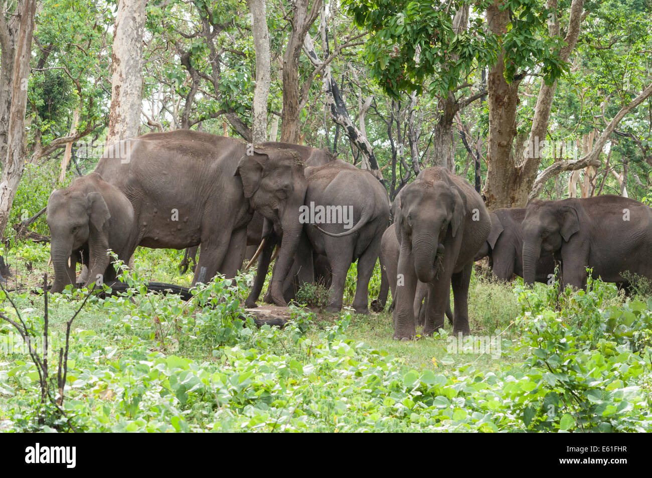 Indian patterns migration hi-res stock photography and images - Alamy