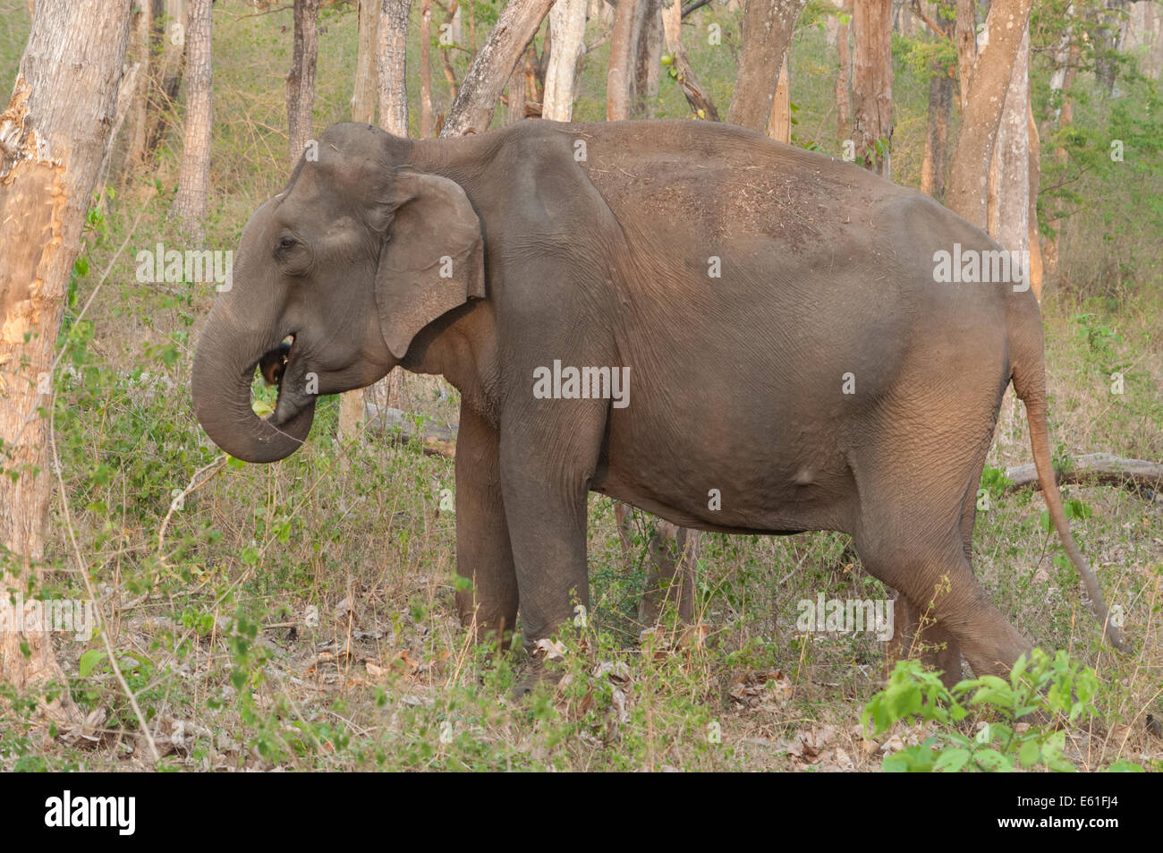 Indian female elephant Stock Photo - Alamy