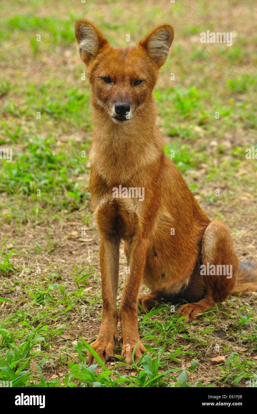 Indian fox hi-res stock photography and images - Alamy