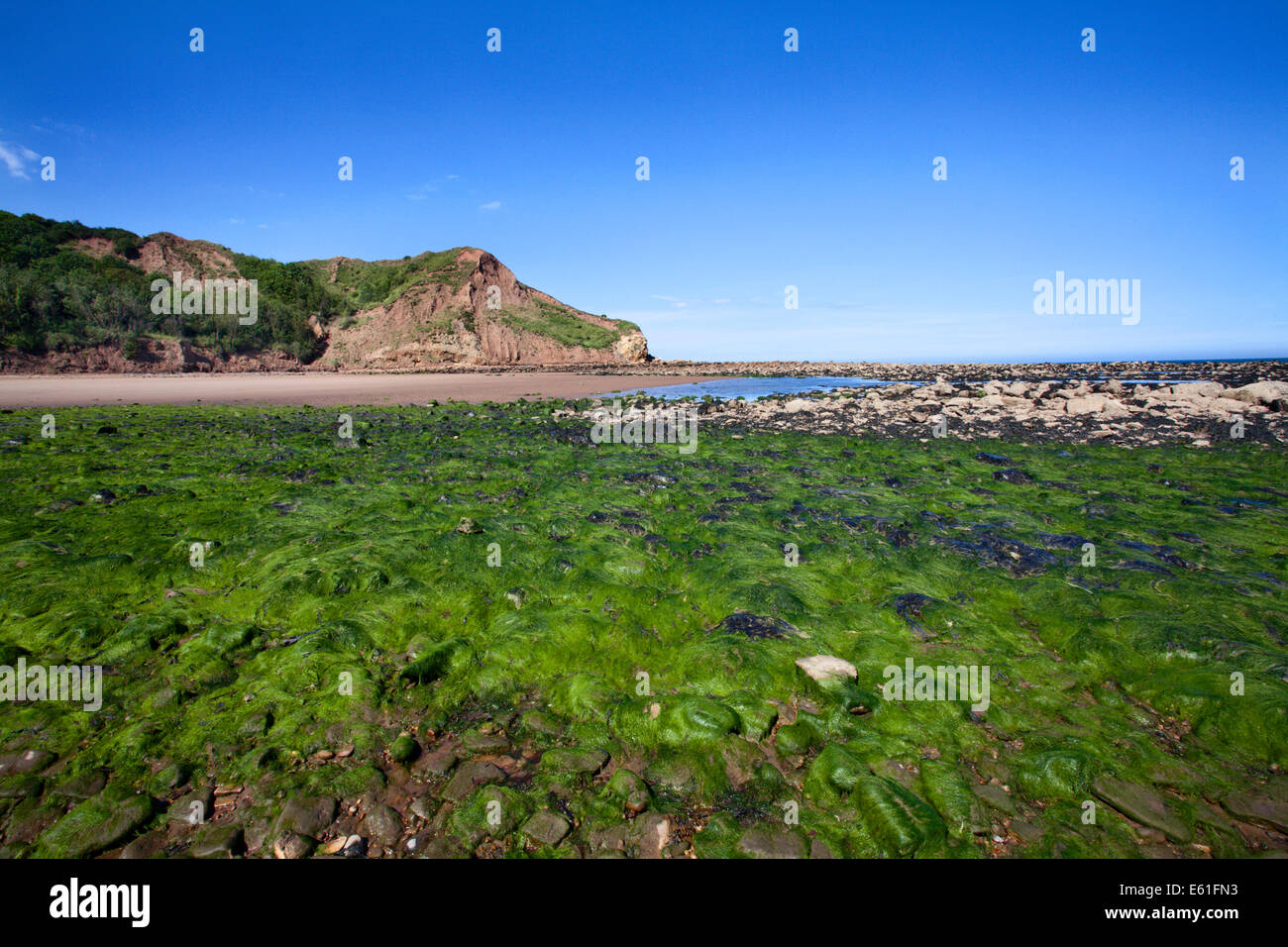 Seaweed Covered Rocks at Osgodby Point or Knipe Point Cayton Bay ...