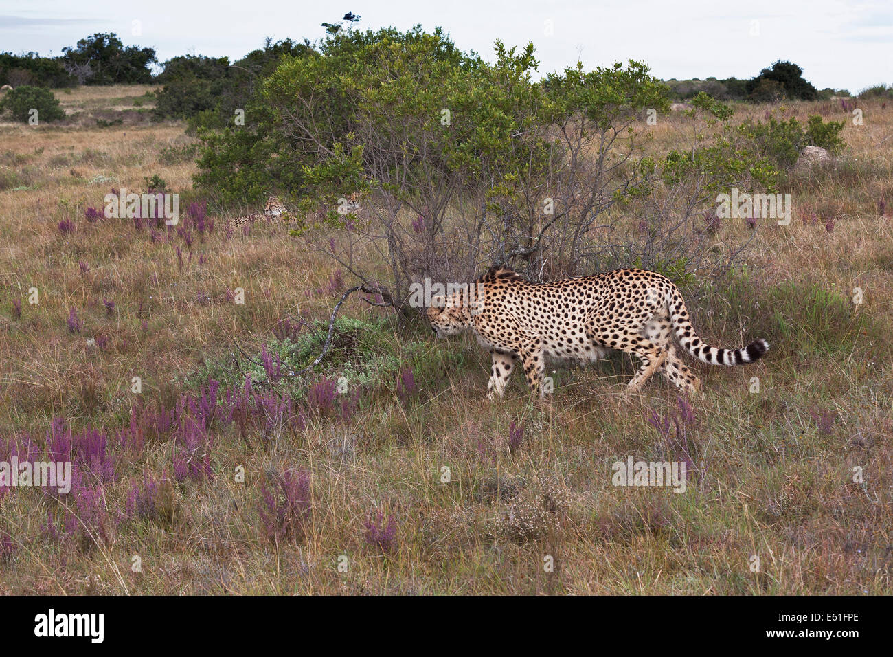 Male father cheetah stalking female with four cubs with a view to ...