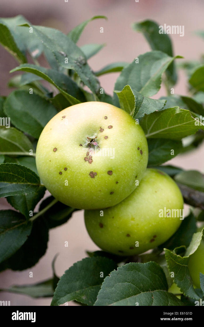 Bitter Pit on apples in an English orchard Stock Photo - Alamy