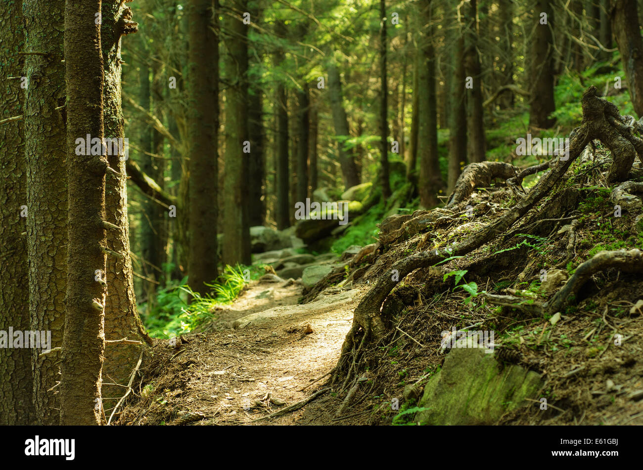 Dense green forest Stock Photo - Alamy