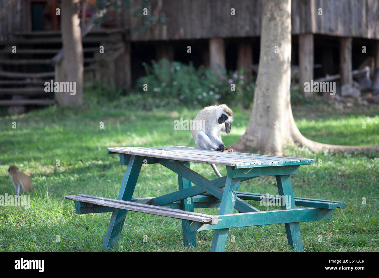 Vervet monkey on a table Stock Photo - Alamy