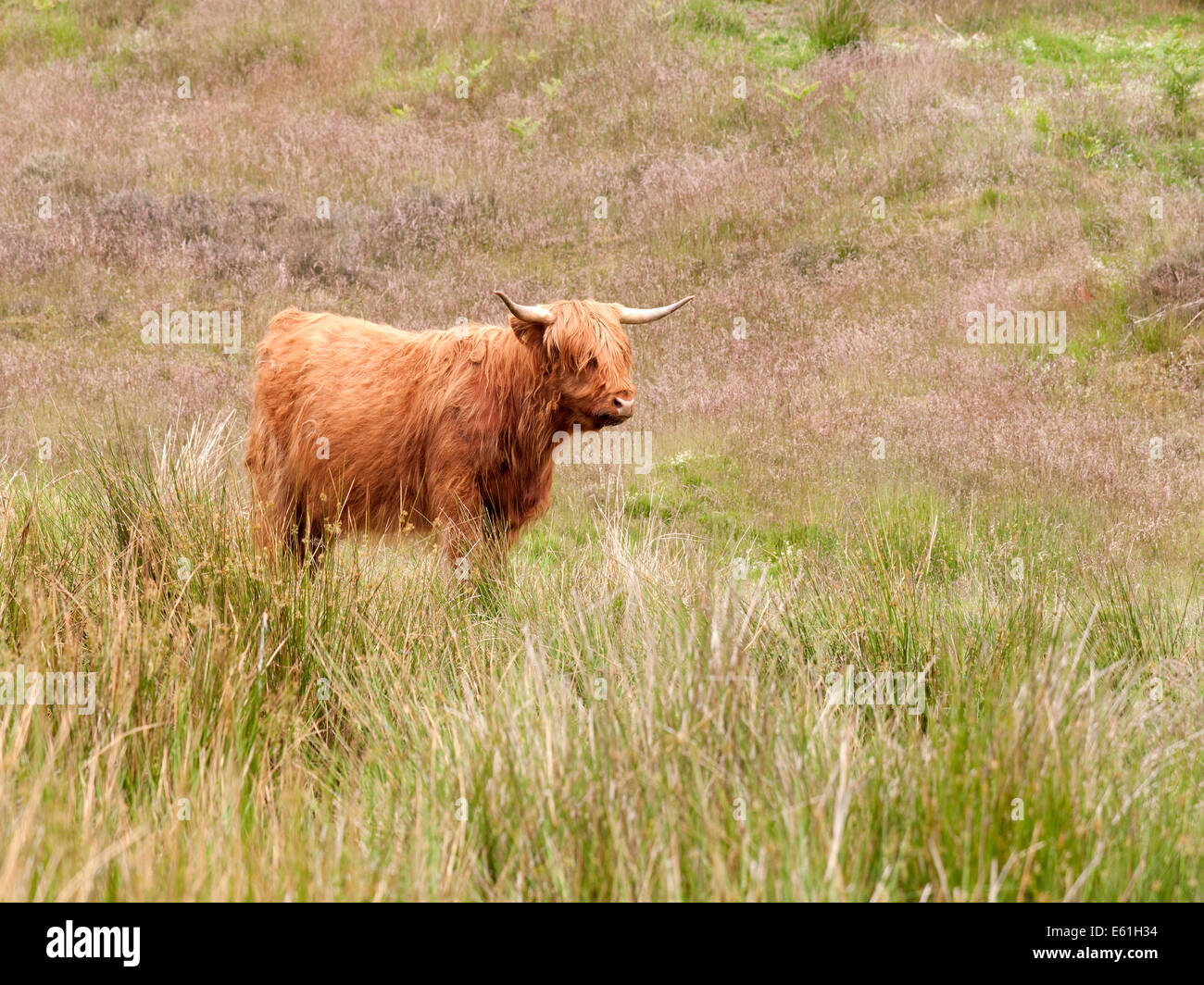 A highland cow ( Bos taurus ) feeding on moorland grass Stock Photo - Alamy