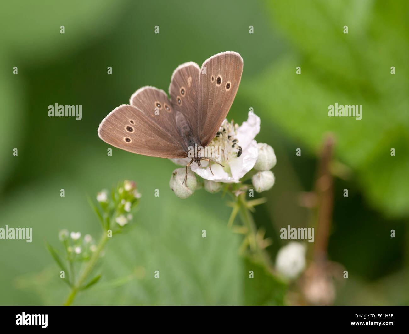 A ringlet butterfly ( Aphantopus hyperantus ) nectaring on a bramble ...