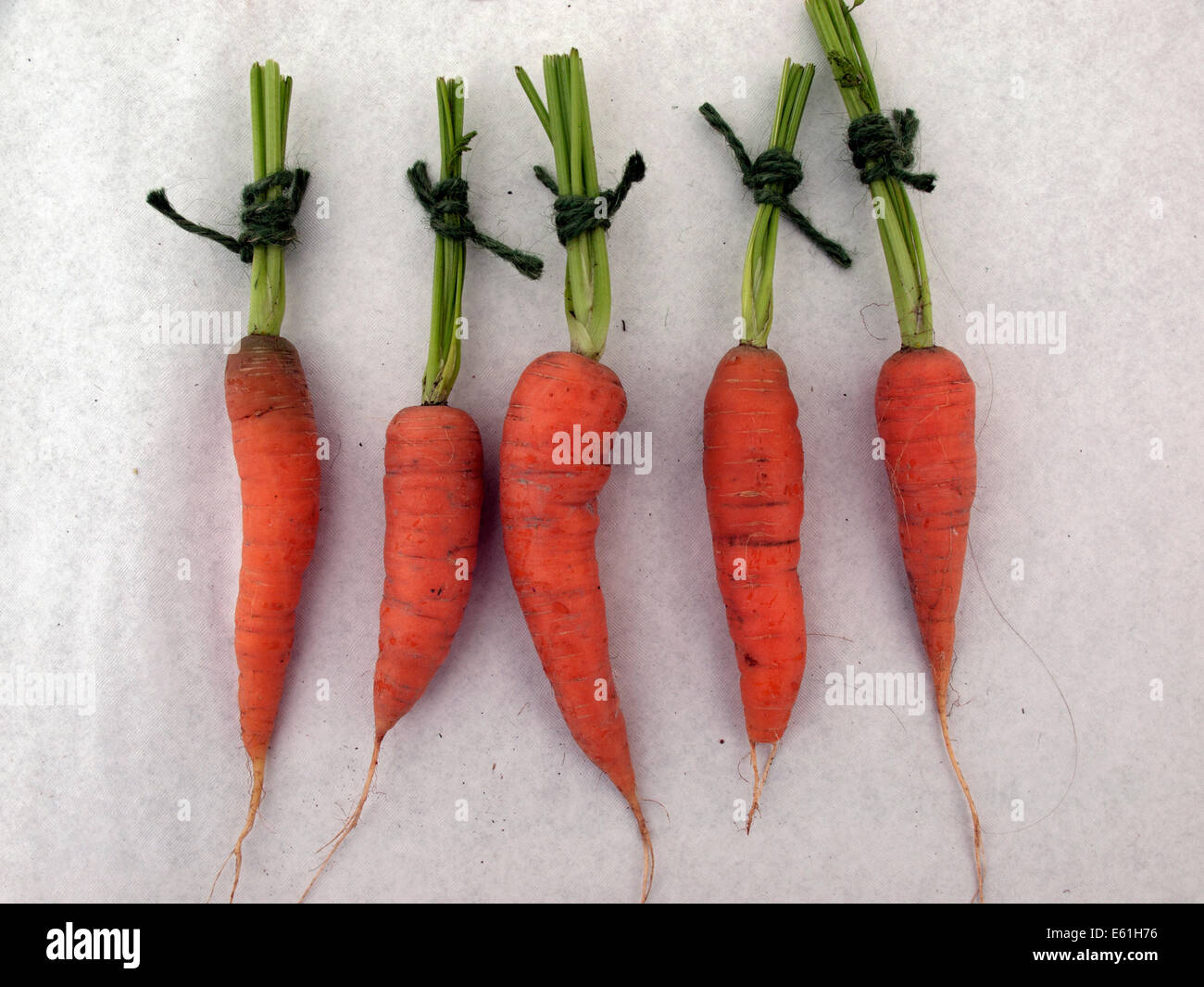An arrangement of carrots at a produce display in an English village ...