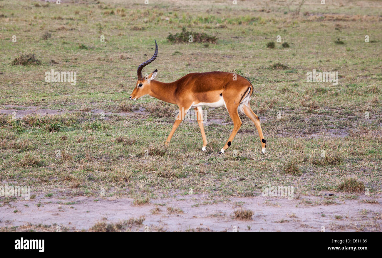 Impala horn hi-res stock photography and images - Alamy